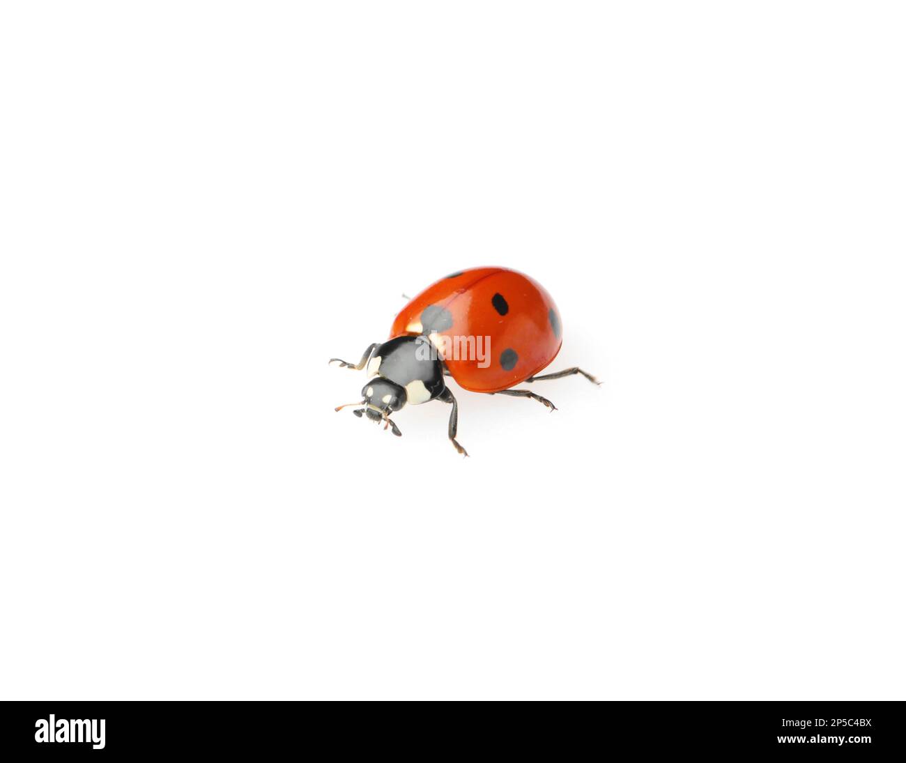 Black spotted red ladybug Cut Out Stock Images & Pictures - Alamy