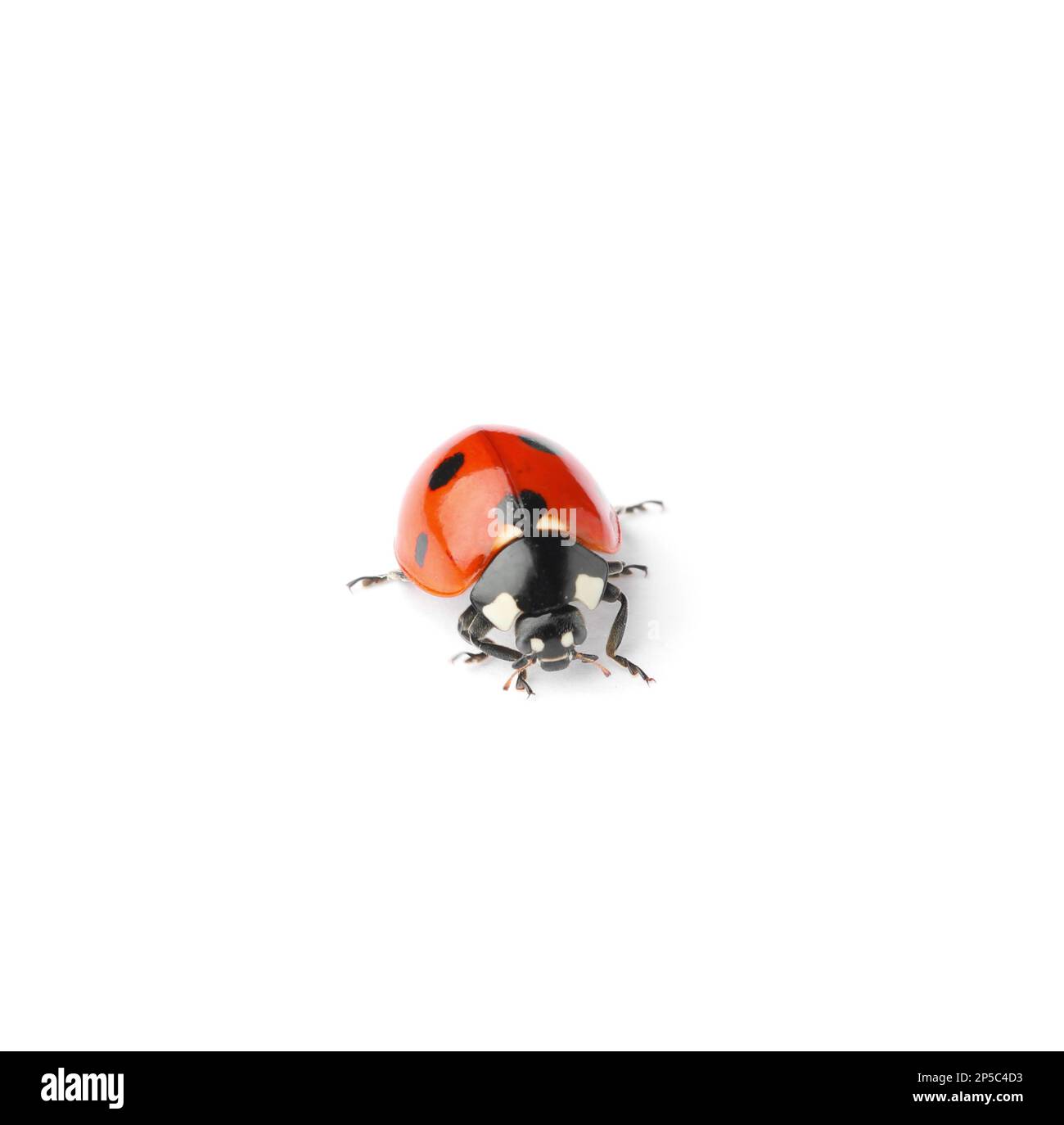 Black spotted red ladybug Cut Out Stock Images & Pictures - Alamy