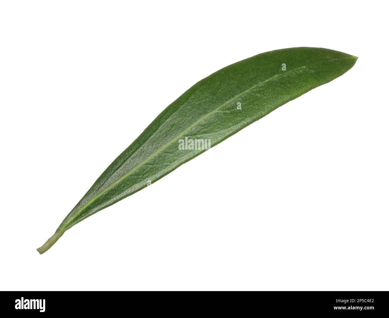 Fresh green olive leaf isolated on white Stock Photo - Alamy