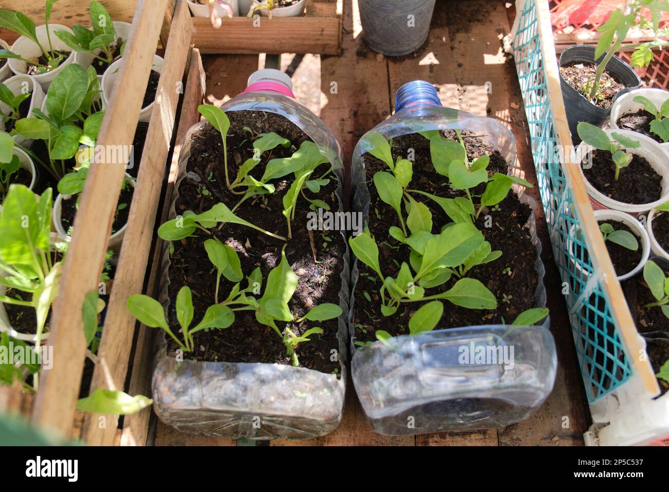 Green plants in reused plastic bottles, urban vegetable garden ...