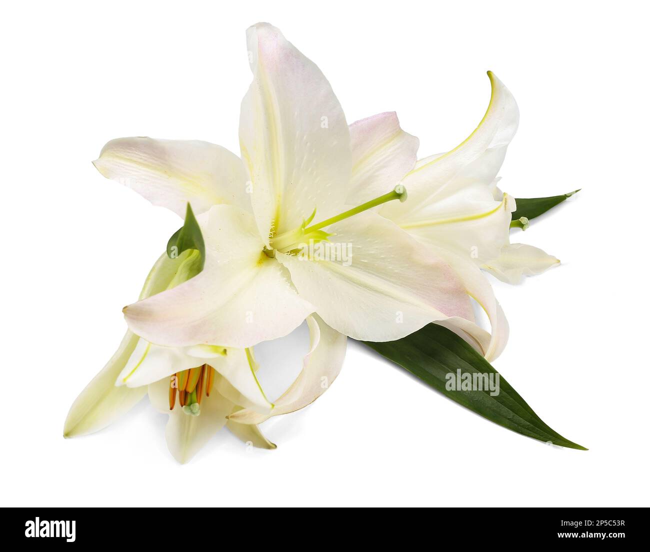 Delicate lily flowers on white background Stock Photo - Alamy