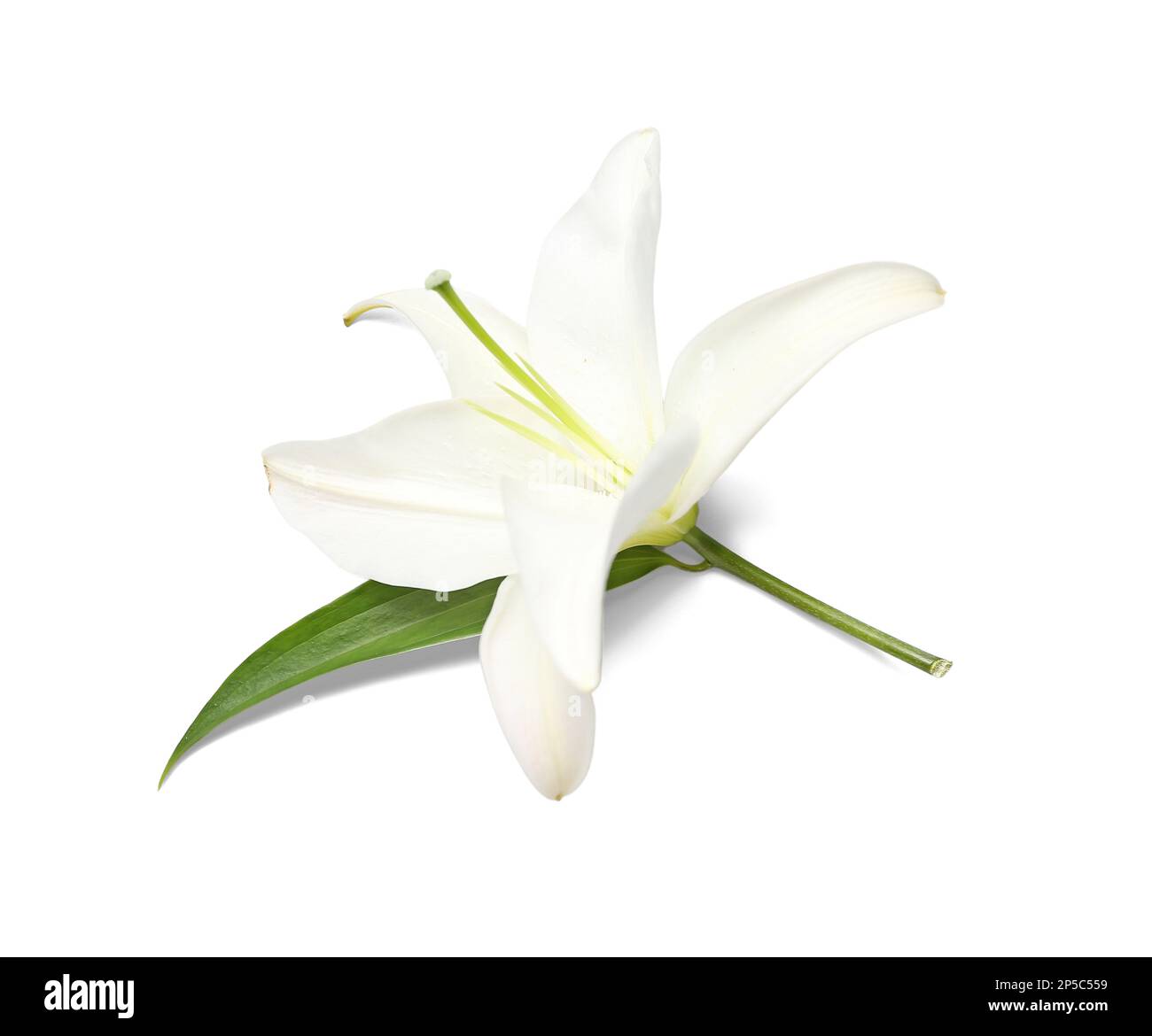 Delicate lily flower on white background Stock Photo - Alamy
