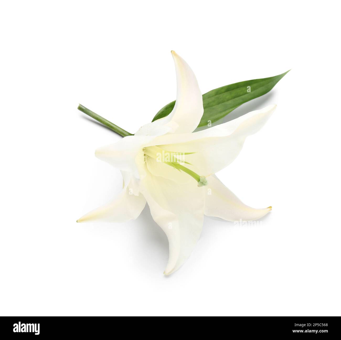 Delicate lily flower on white background Stock Photo - Alamy