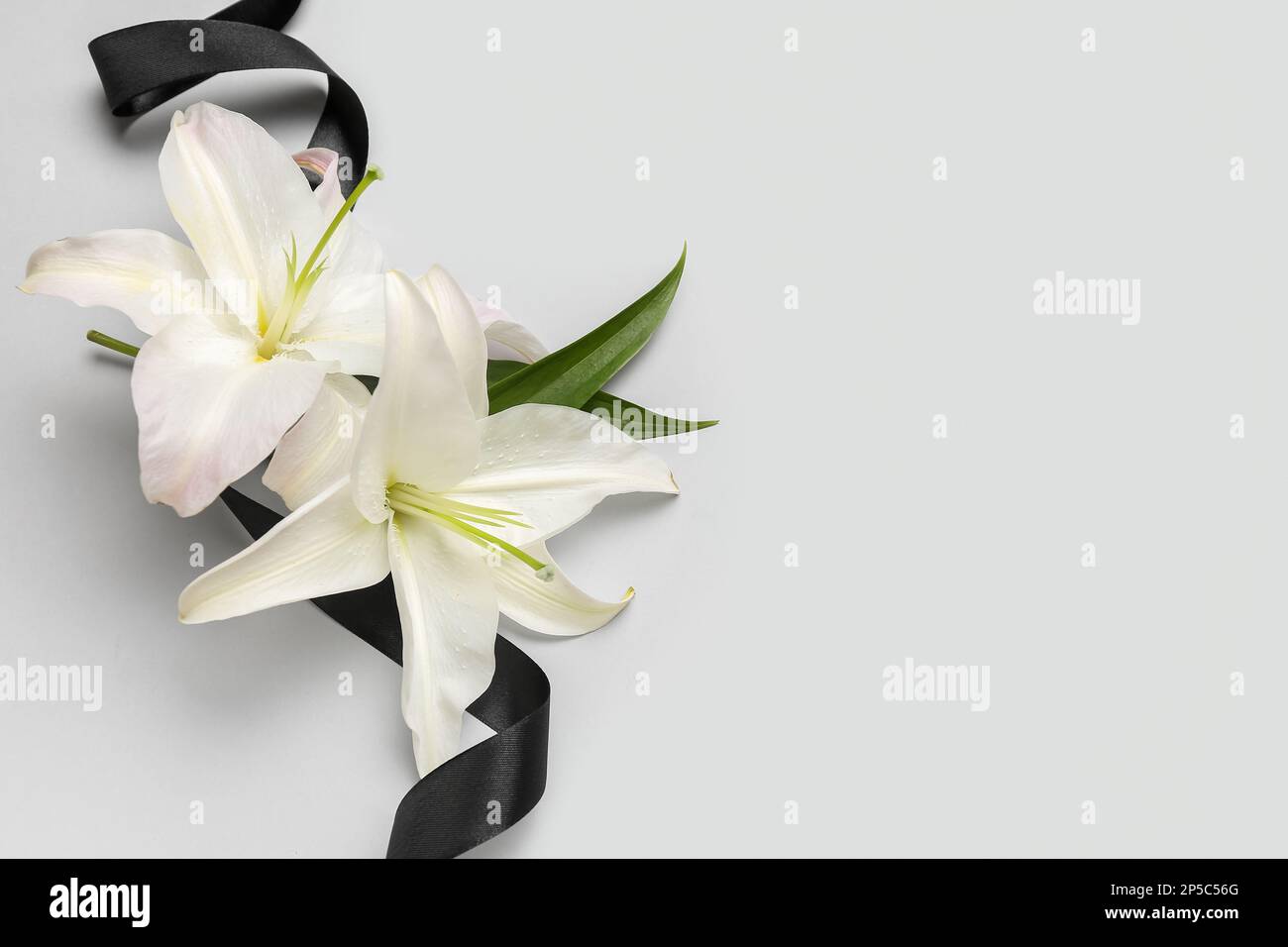 Black funeral ribbon and beautiful lily flowers on white background ...