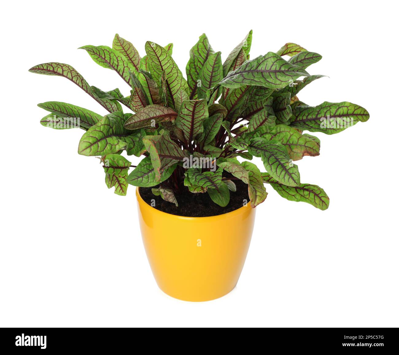 Sorrel plant in pot isolated on white Stock Photo - Alamy