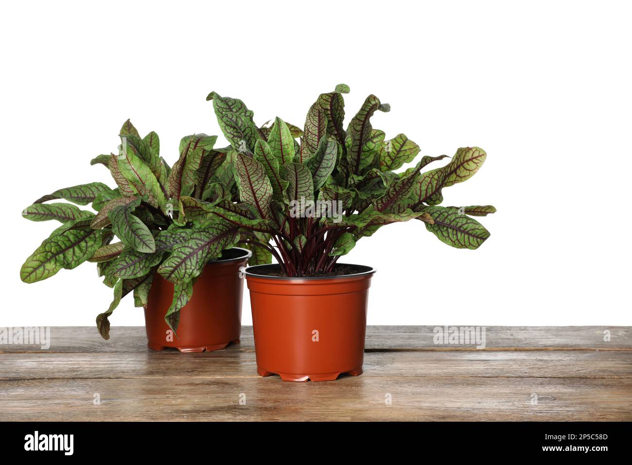 Sorrel plants in pots on wooden table against white background Stock ...