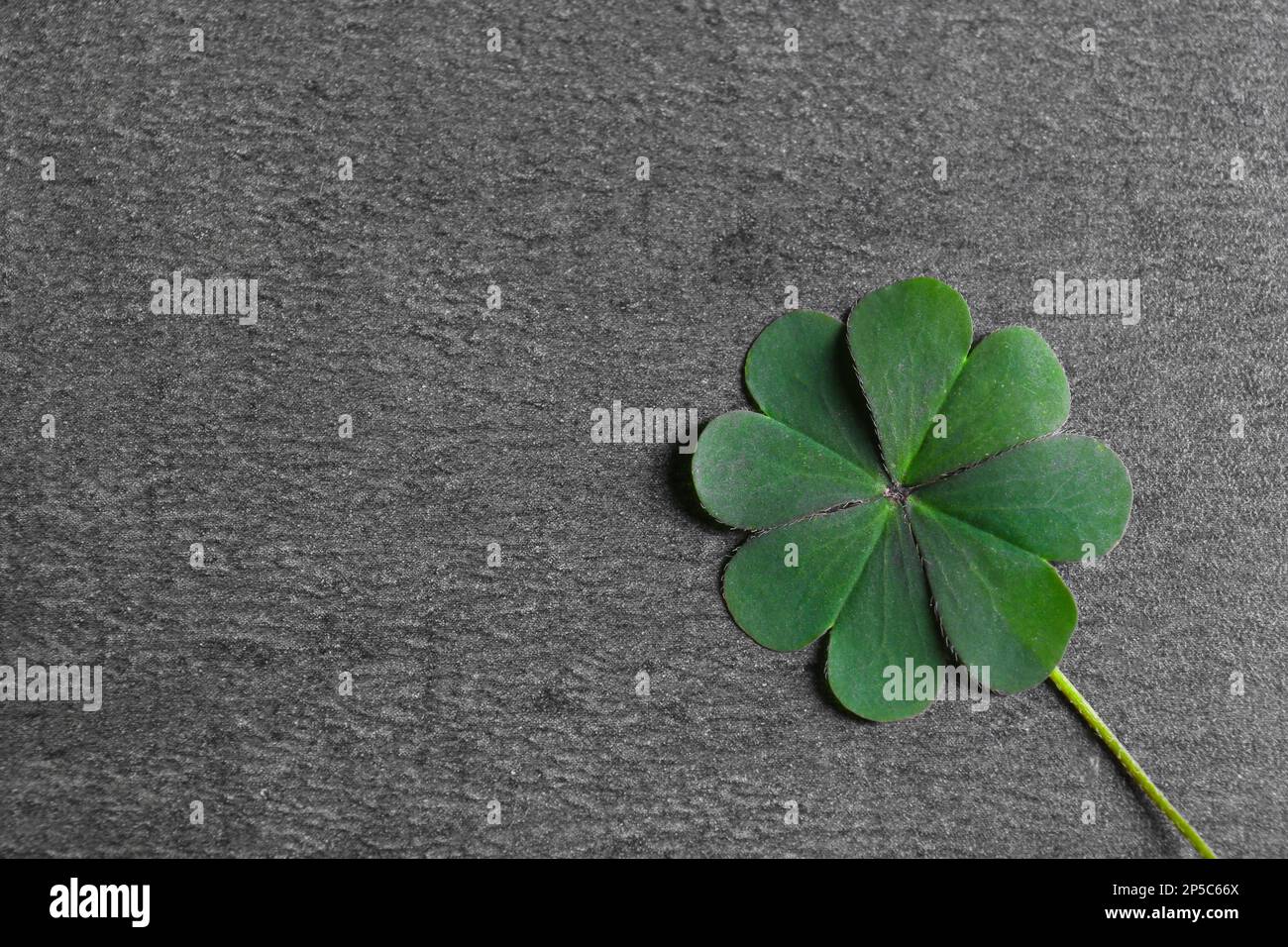 Green four leaf clover on grey table, top view. Space for text Stock ...