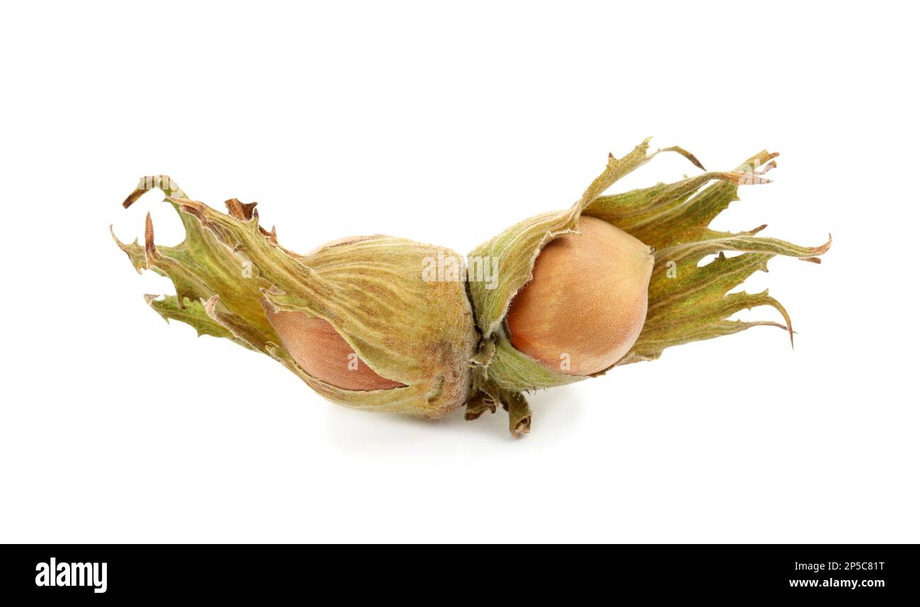 Organic hazelnuts in husk on white background Stock Photo - Alamy