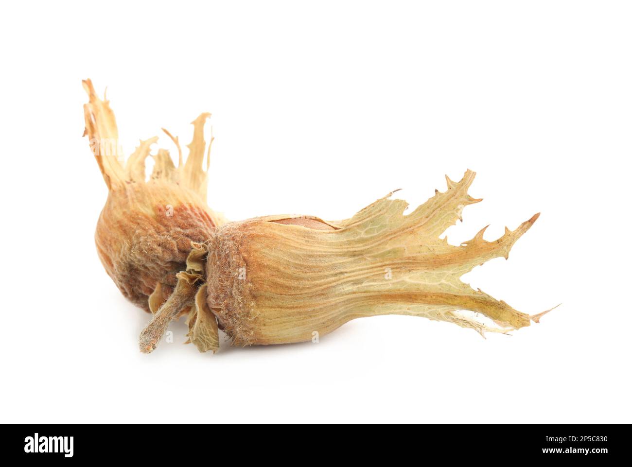 Organic hazelnuts in husk on white background Stock Photo - Alamy