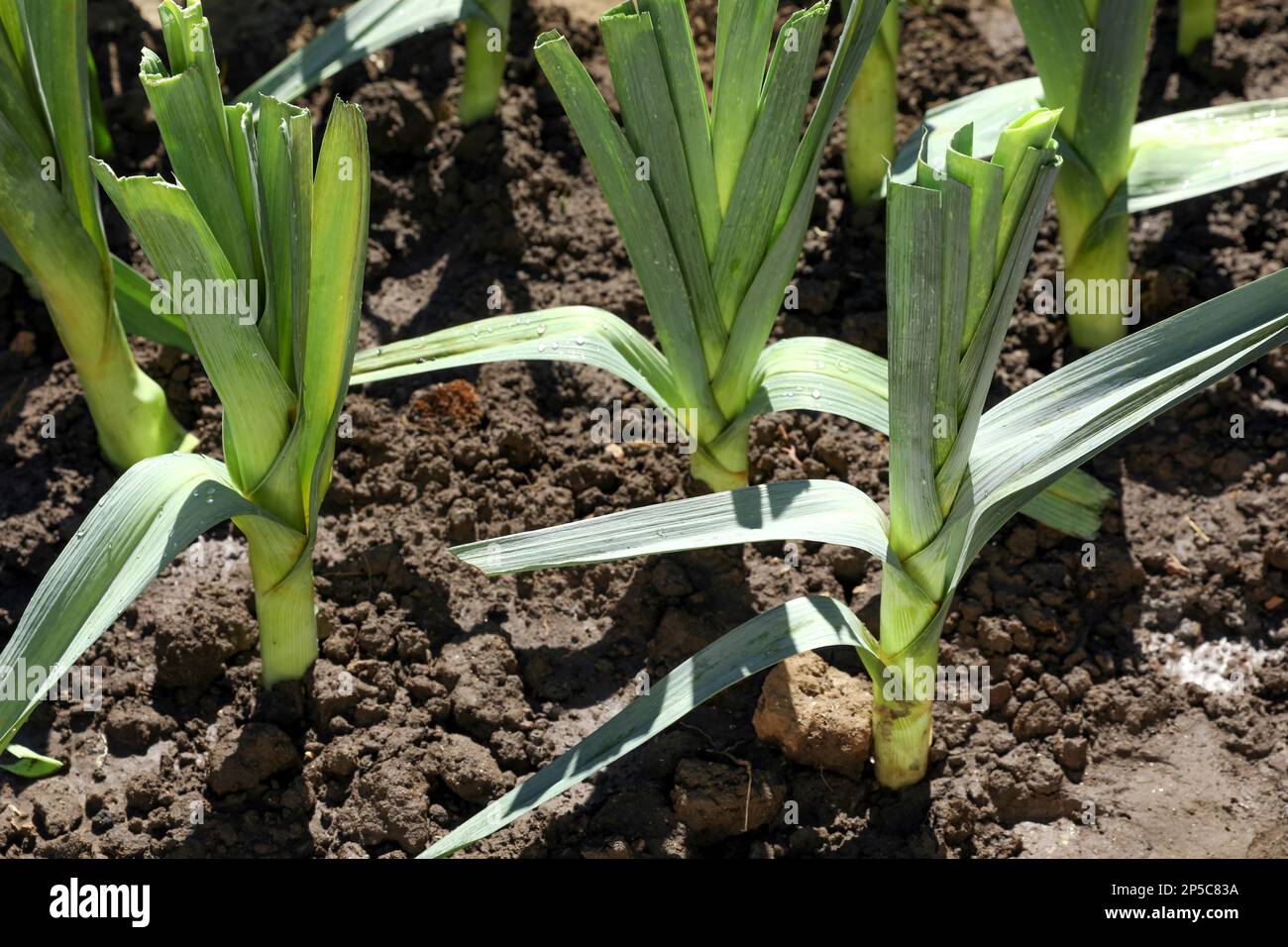 Fresh green leeks growing in field on sunny day Stock Photo - Alamy