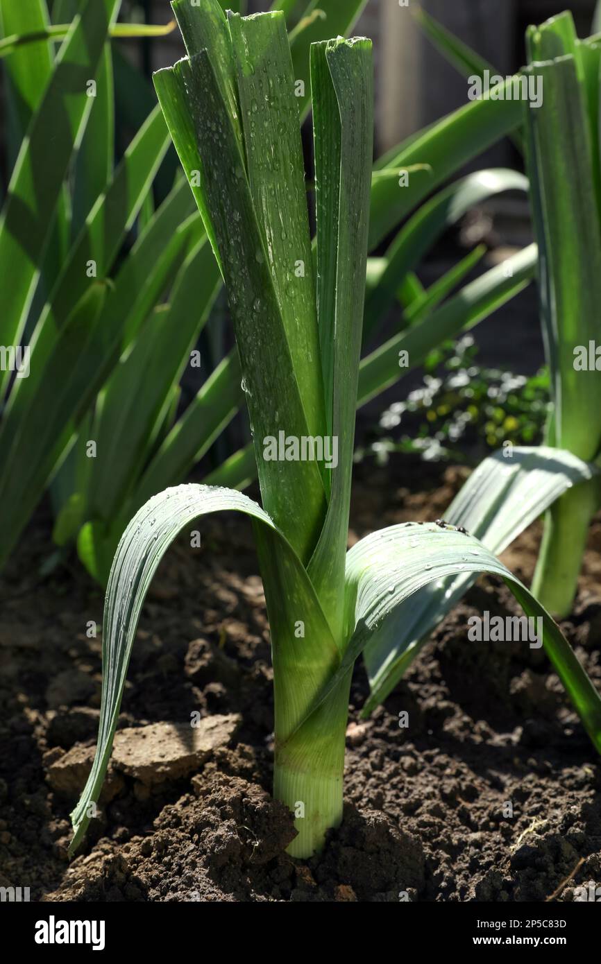 Fresh green leeks growing in field on sunny day Stock Photo - Alamy