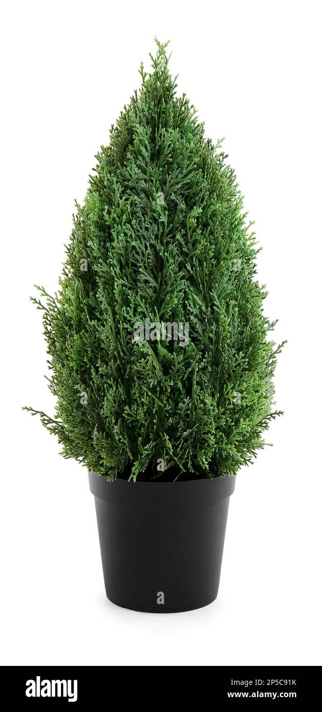 Cypress tree in pot isolated on white background Stock Photo - Alamy