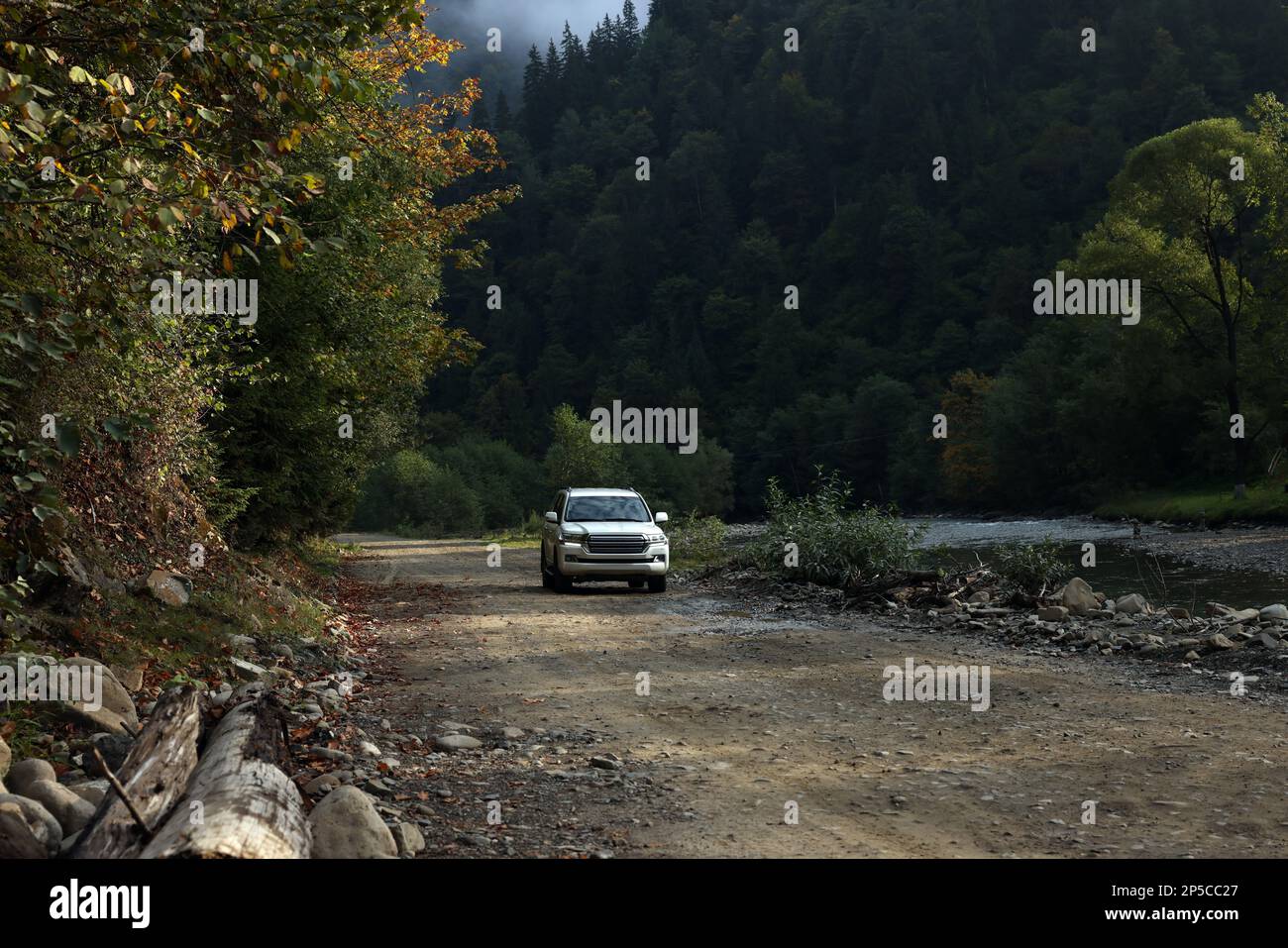 Modern white car on pathway in forest Stock Photo - Alamy