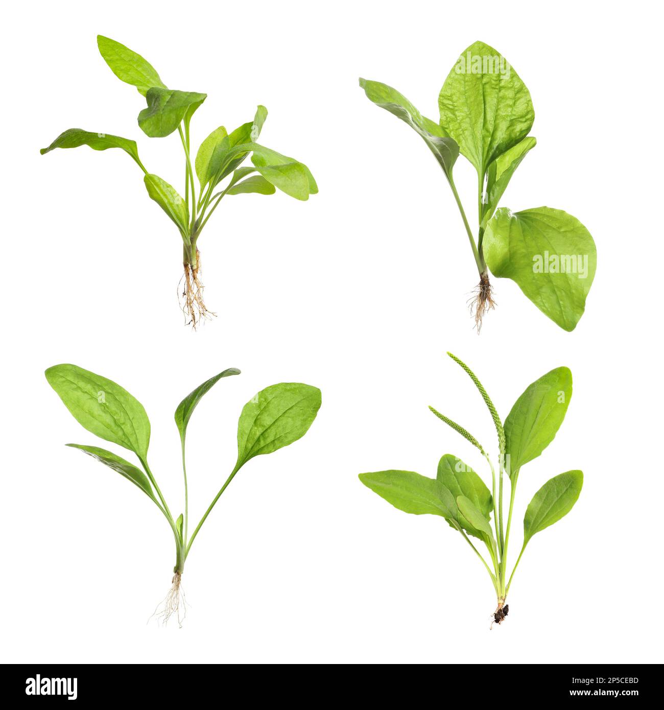 Set with fresh broadleaf plantain plants on white background Stock ...