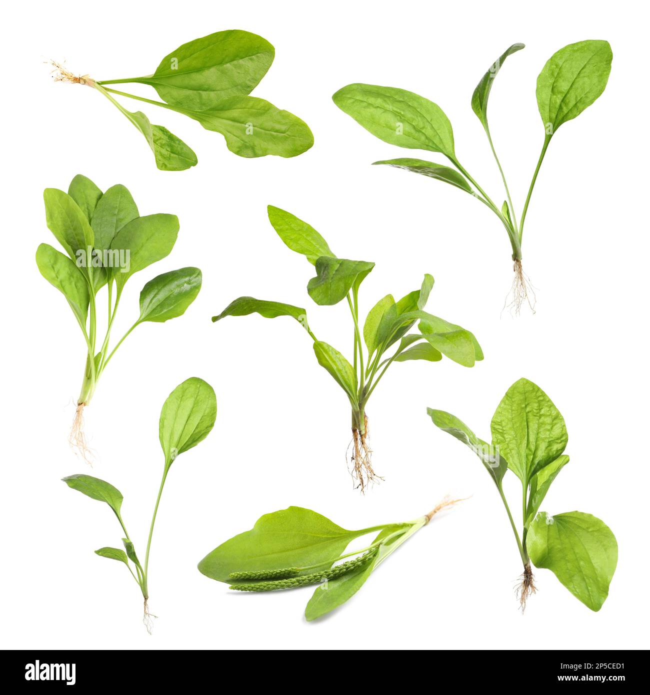 Set with fresh broadleaf plantain plants on white background Stock ...