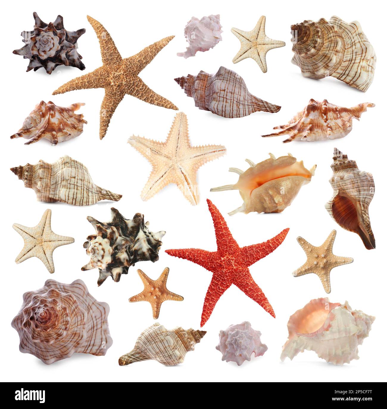 Collection of different beautiful sea stars and shells on white ...