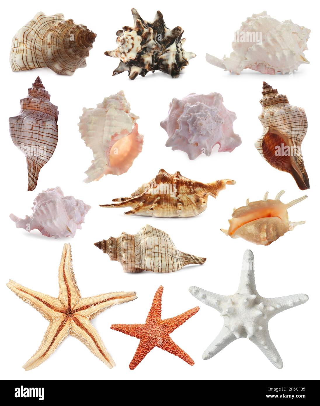 Collection of different beautiful sea stars and shells on white ...