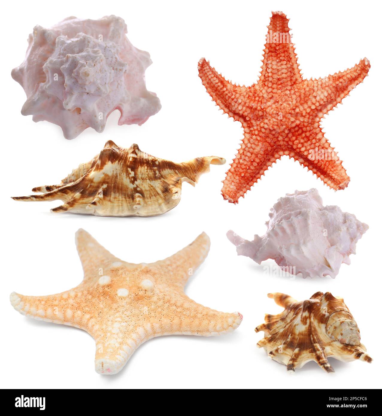 Collection of different beautiful sea stars and shells on white ...