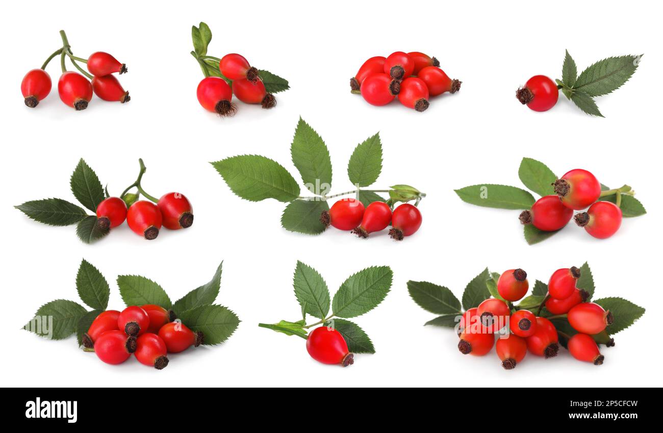 Set with ripe rose hip berries on white background Stock Photo - Alamy