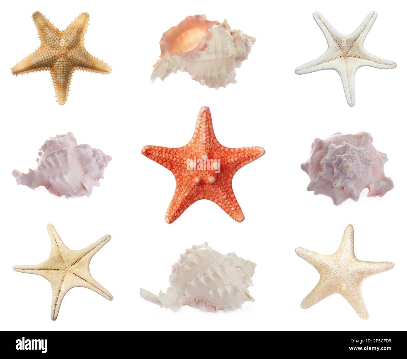 Collection of different beautiful sea stars and shells on white ...