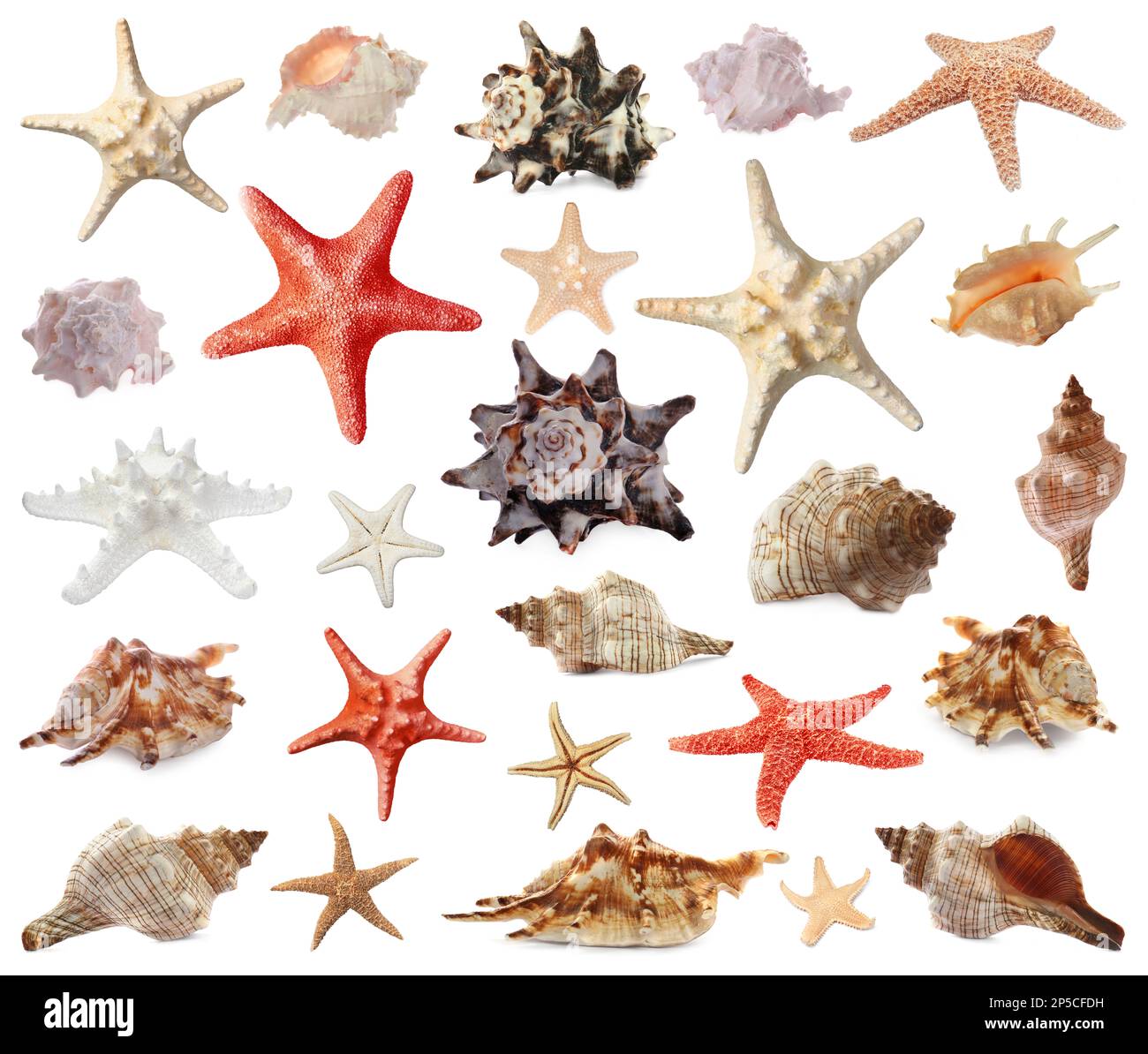 Collection of different beautiful sea stars and shells on white ...