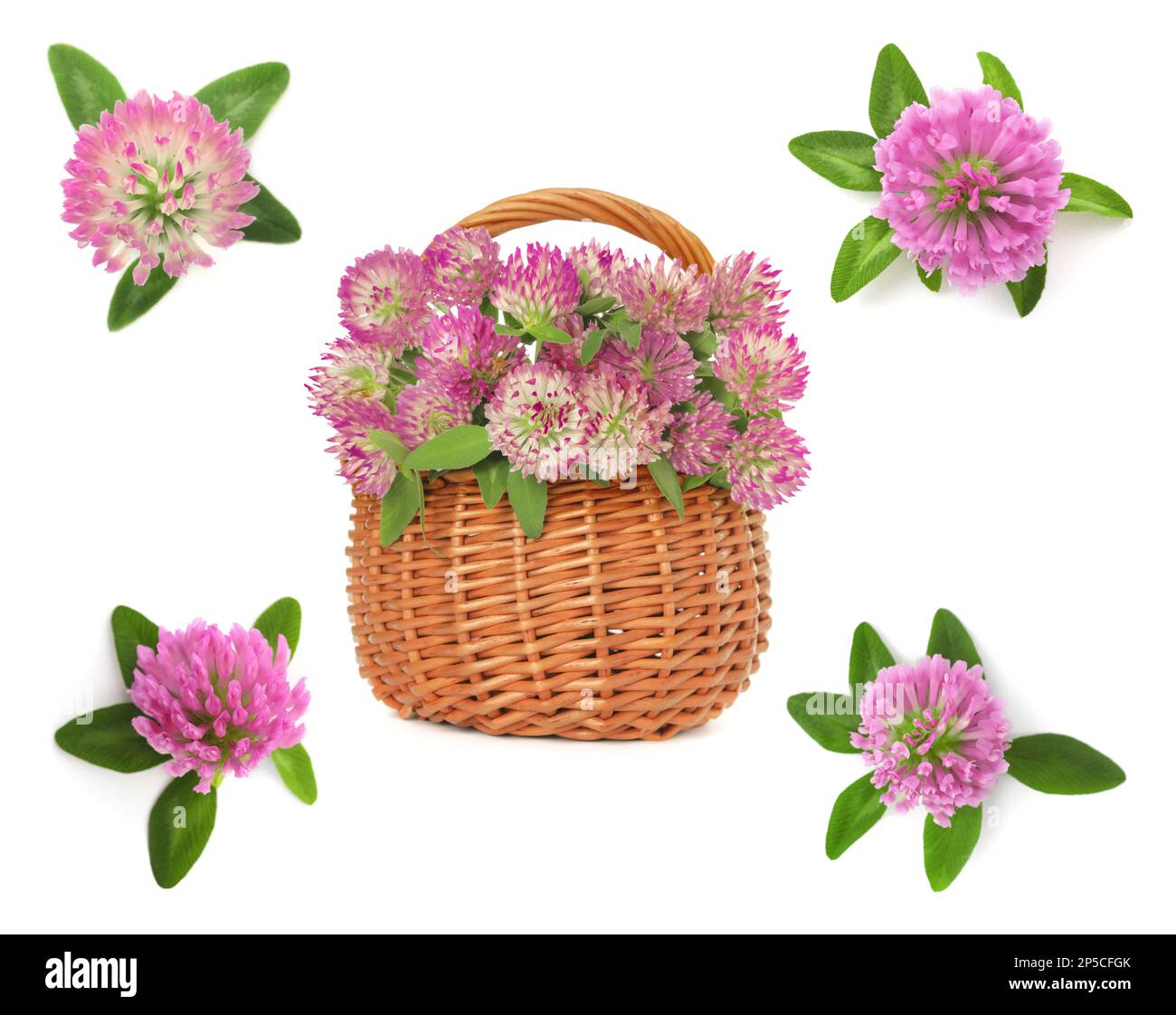 Set with beautiful clover flowers on white background Stock Photo - Alamy