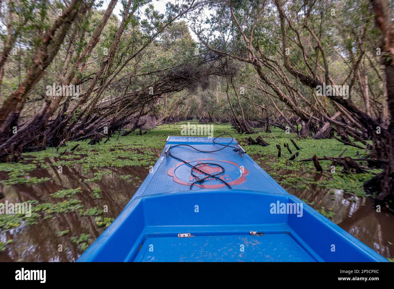 Tra su mangrove vietnam hi-res stock photography and images - Alamy
