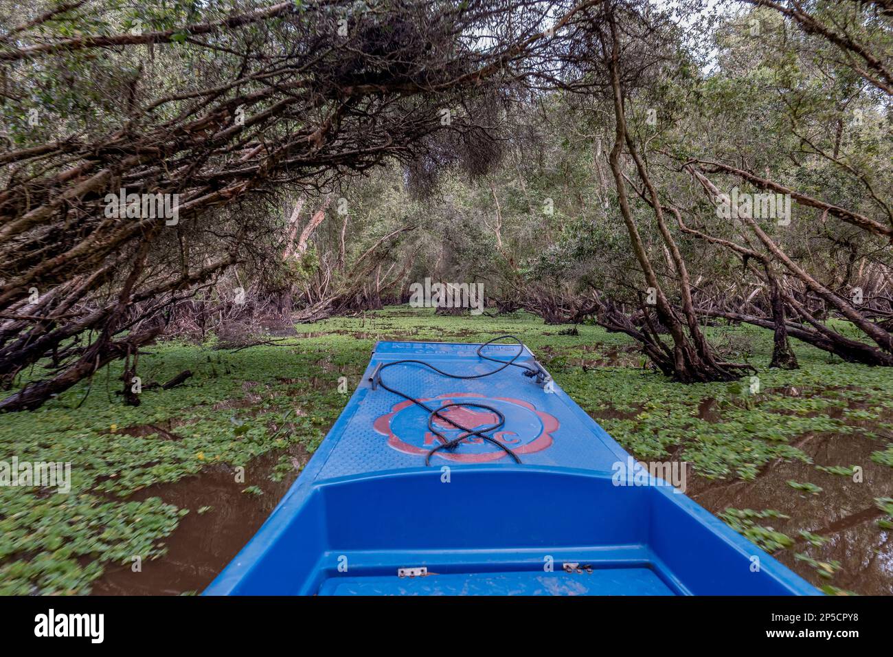Tra Su Cajuput Forest, Chau Doc, Vietnam Stock Photo - Alamy