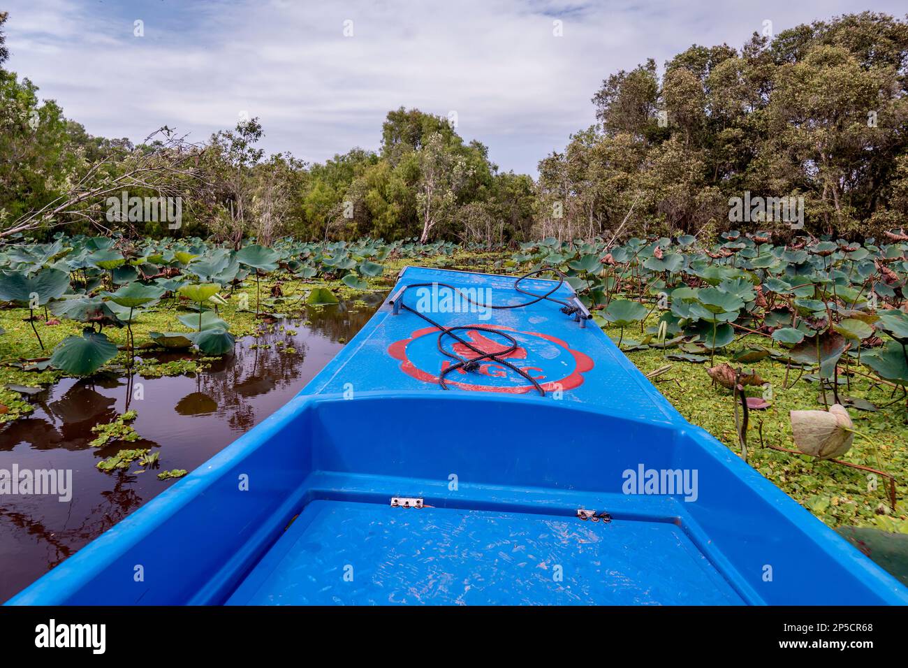 Tra Su Cajuput Forest, Chau Doc, Vietnam Stock Photo - Alamy