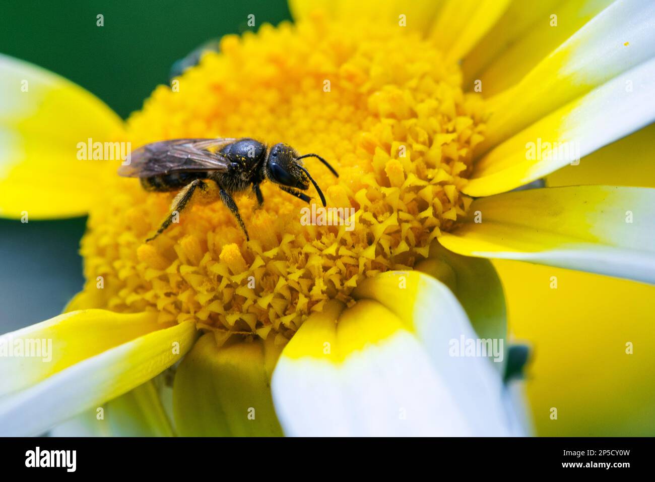 Alimento insecto hi-res stock photography and images - Alamy