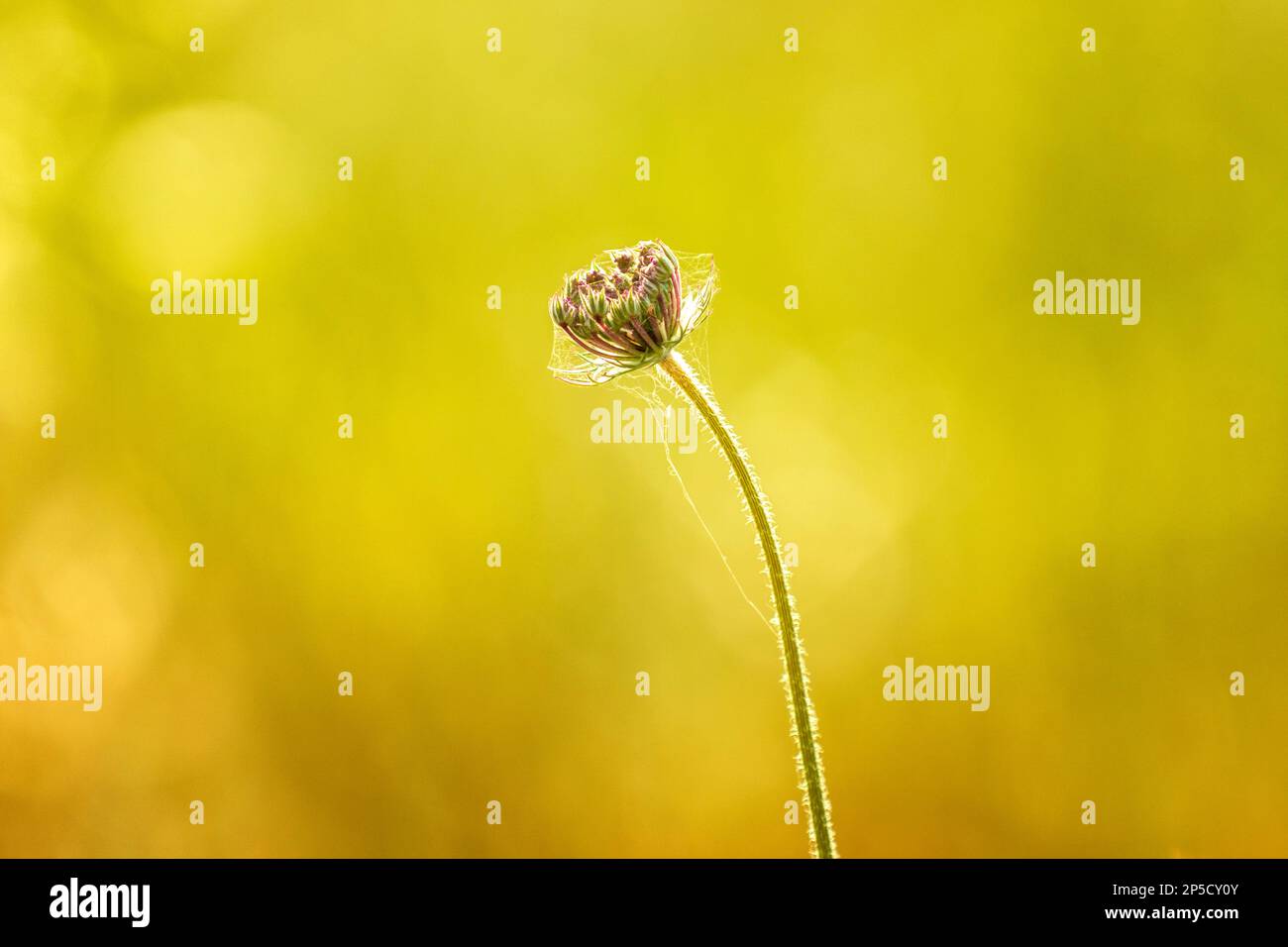 minimalismo de uma flor Stock Photo - Alamy