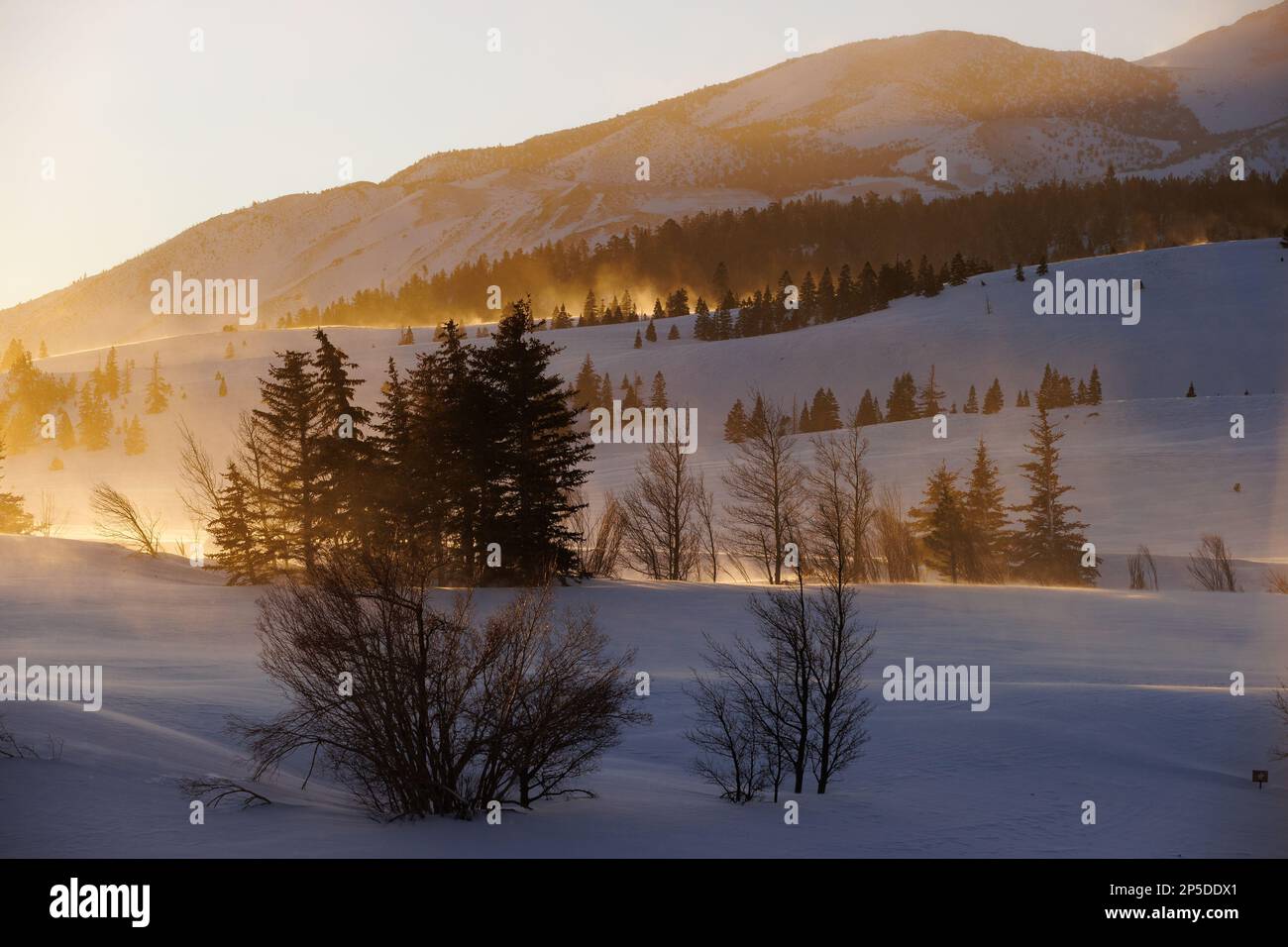 The rising sun illuminates snow blowing across a Snowcreek golf course ...