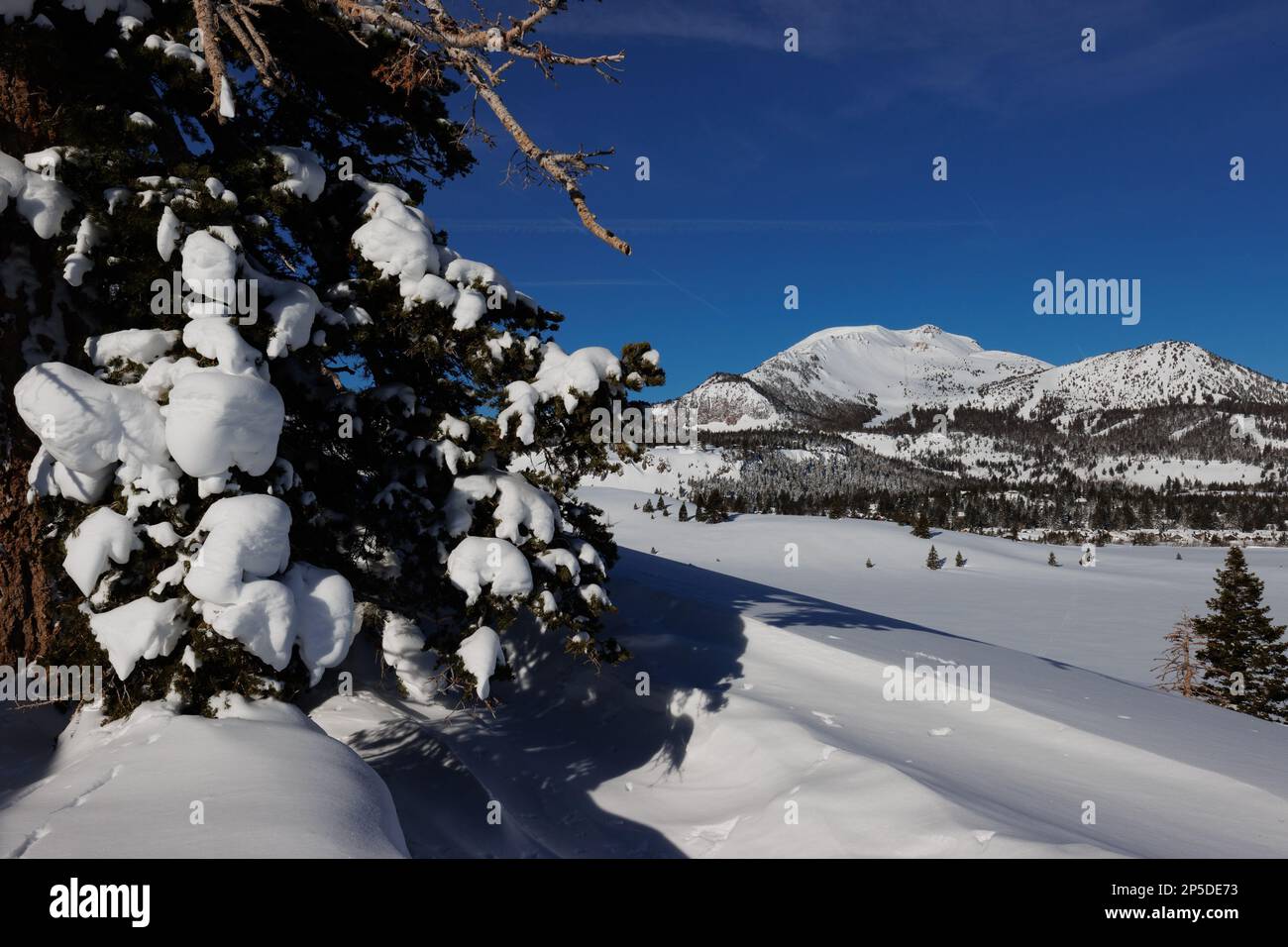 A view of snow-covered Mammoth Mountain ski resort with a tree in the ...