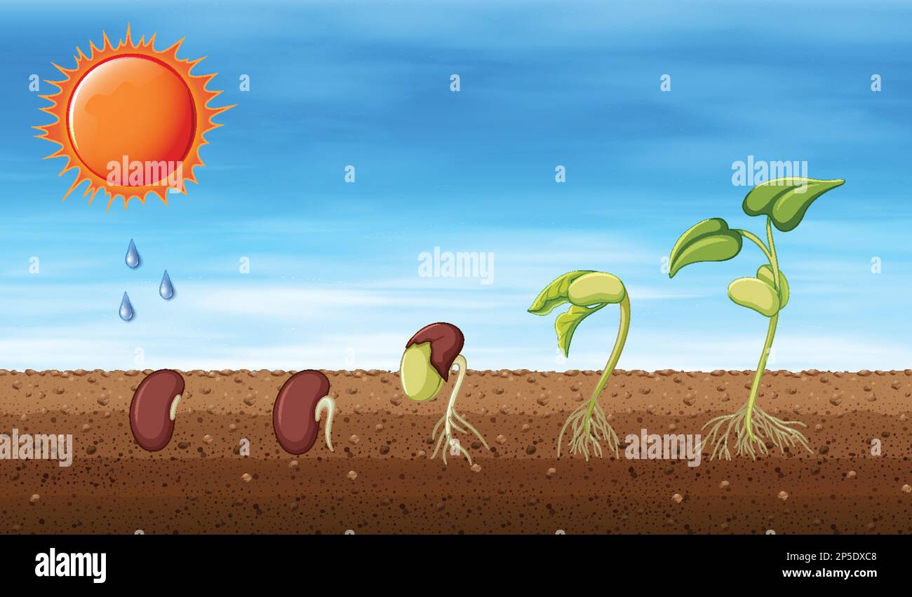 Growth stages of a plant illustration Stock Vector Image & Art - Alamy