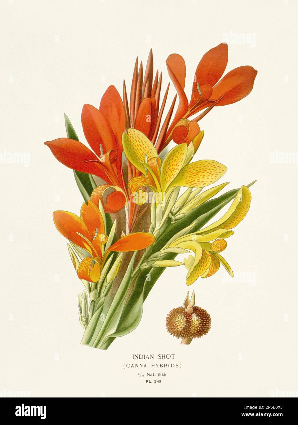 Flower illustration. Indian Shot Stock Photo - Alamy