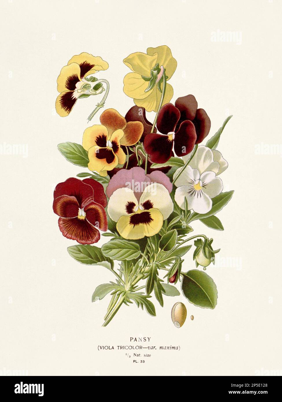Flower illustration. Pansy Stock Photo - Alamy