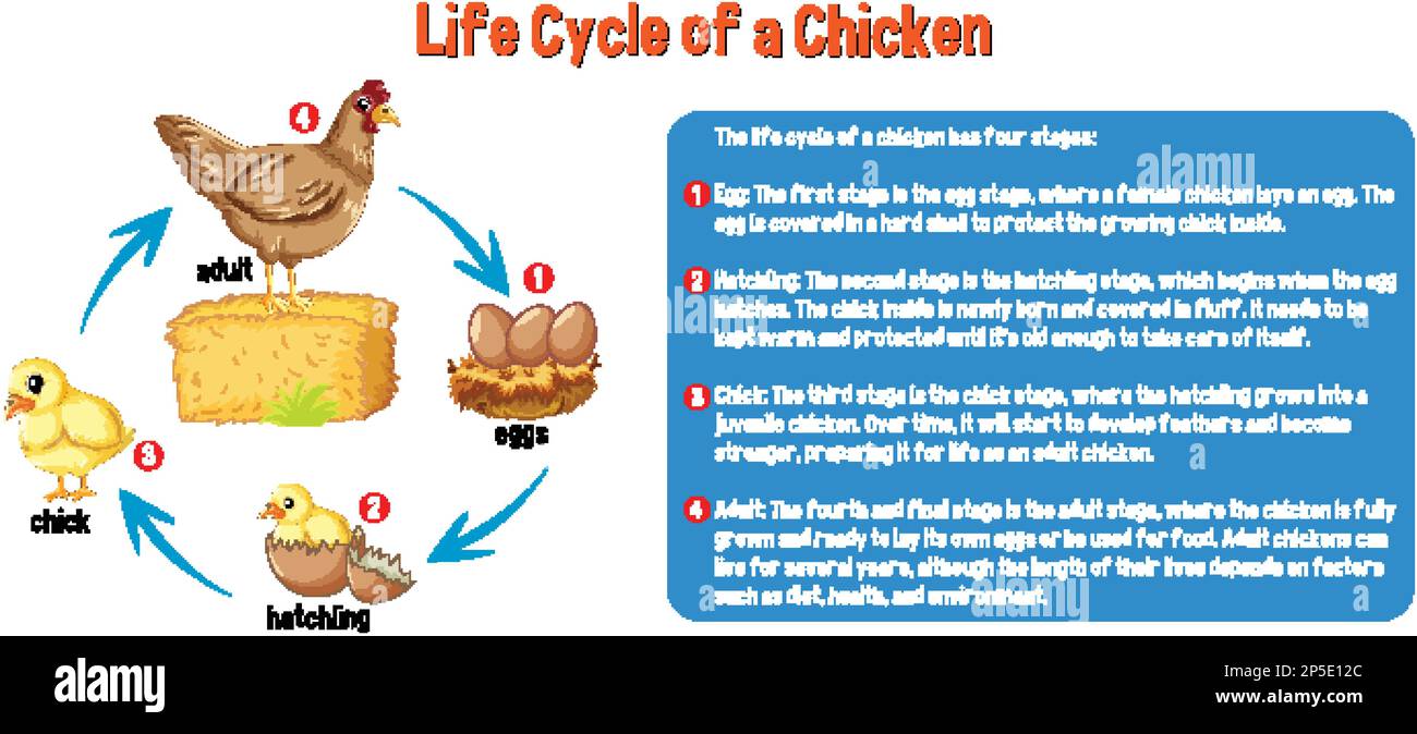 Life Cycle of a Chicken illustration Stock Vector Image & Art - Alamy