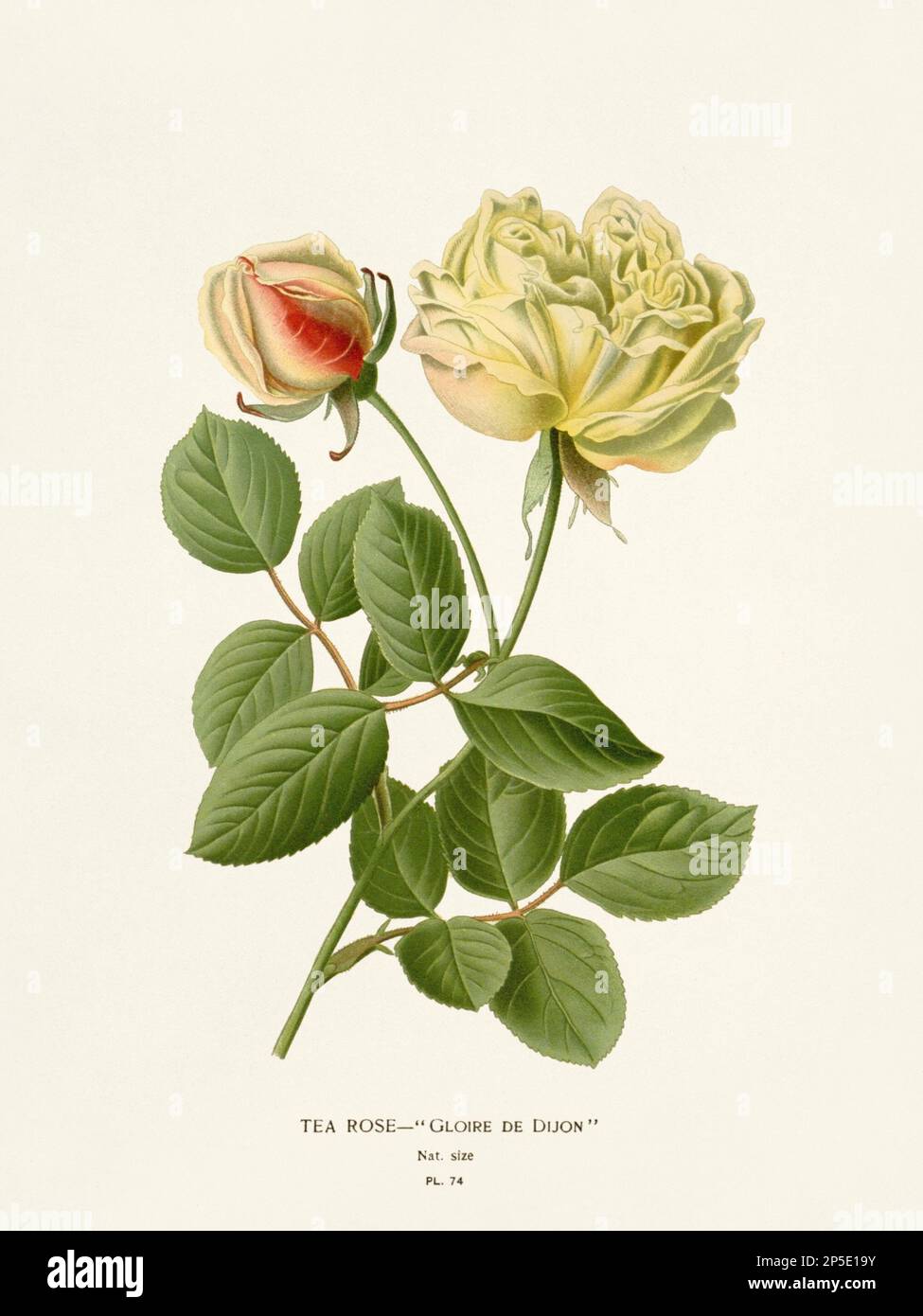 Flower illustration. Tea-Rose Stock Photo - Alamy