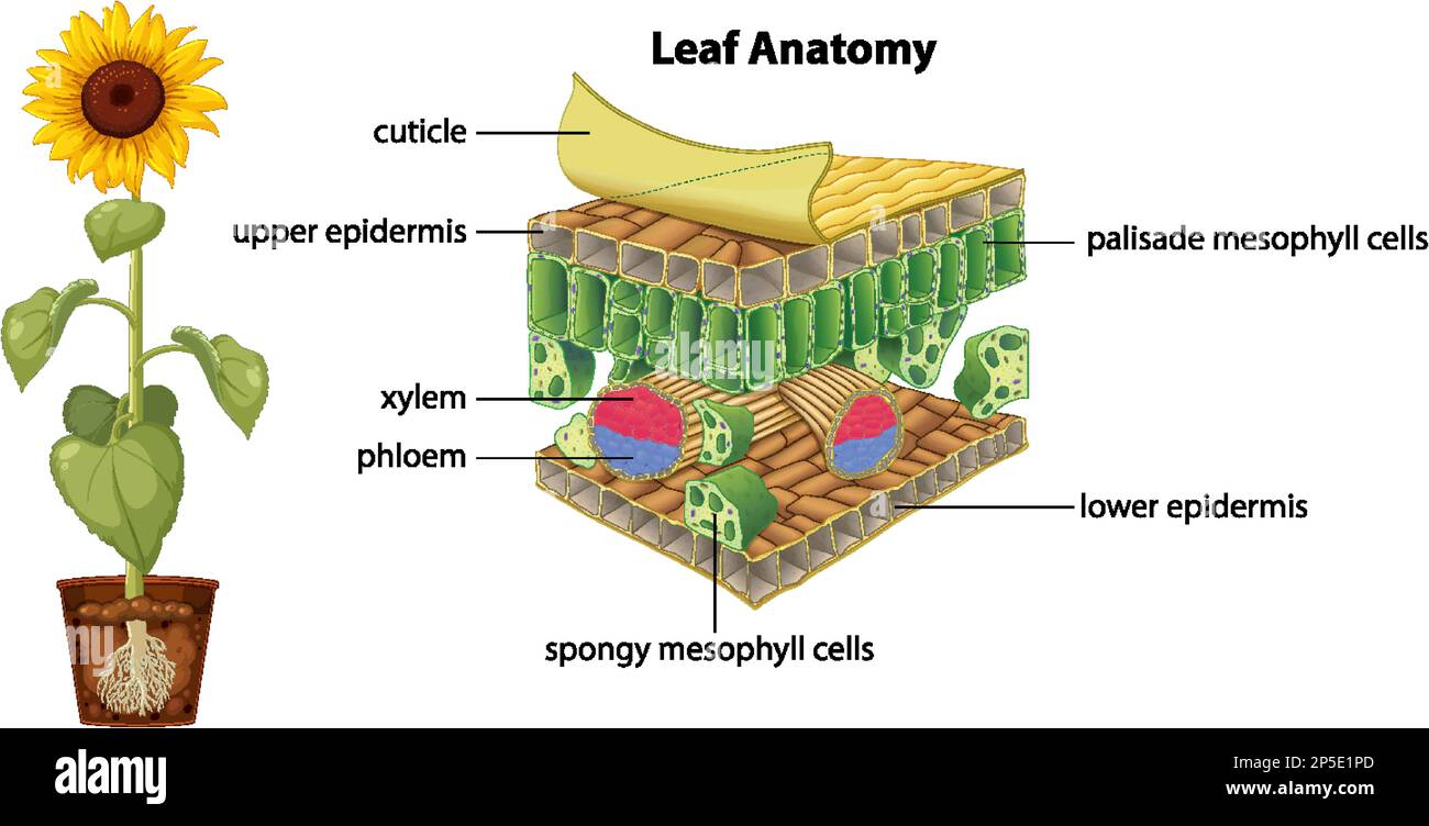 Diagram of leaf anatomy illustration Stock Vector Image & Art - Alamy