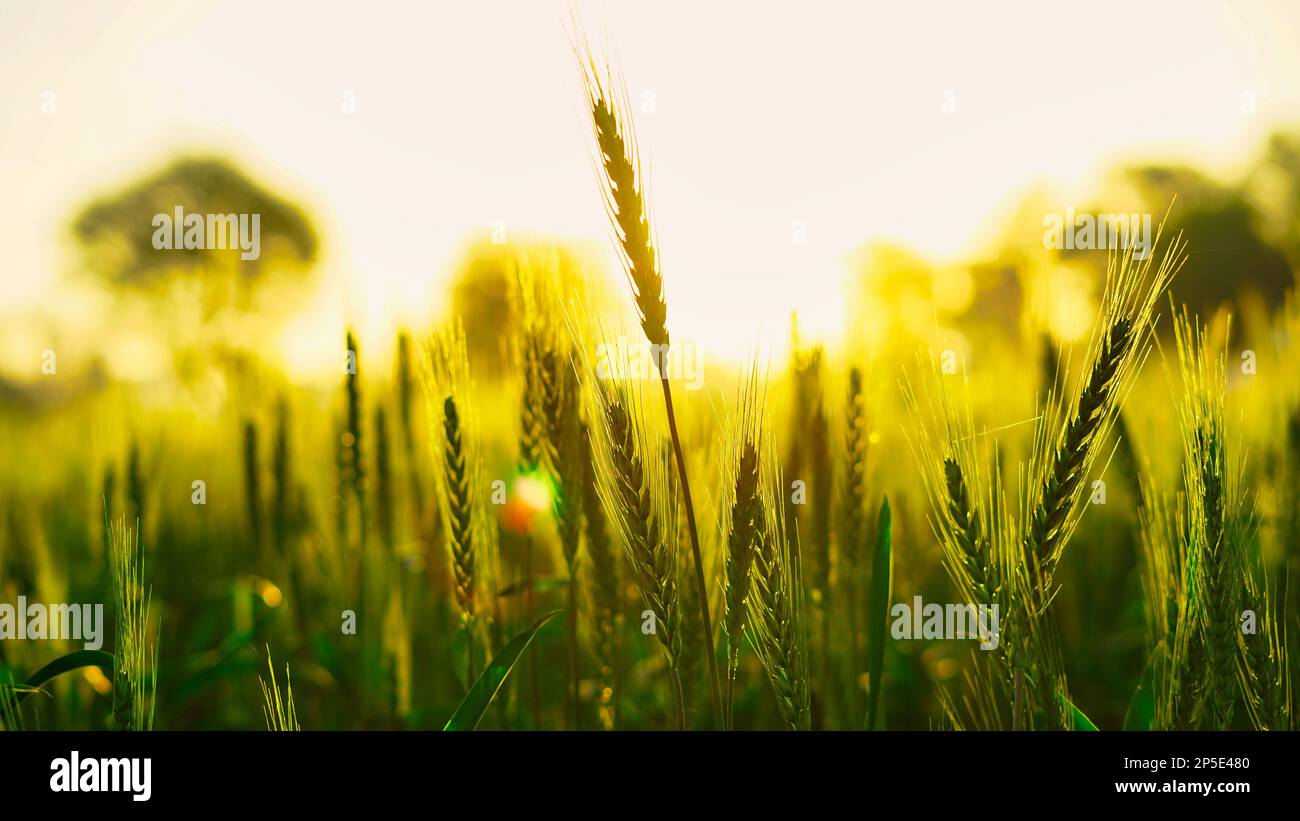 Young Wheat ear with dew in nature on a soft blurry gold background ...
