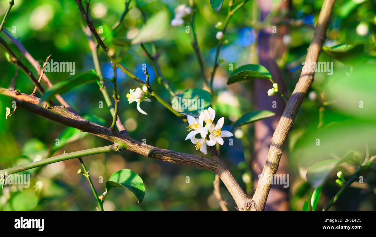 Indian perfume hi-res stock photography and images - Alamy