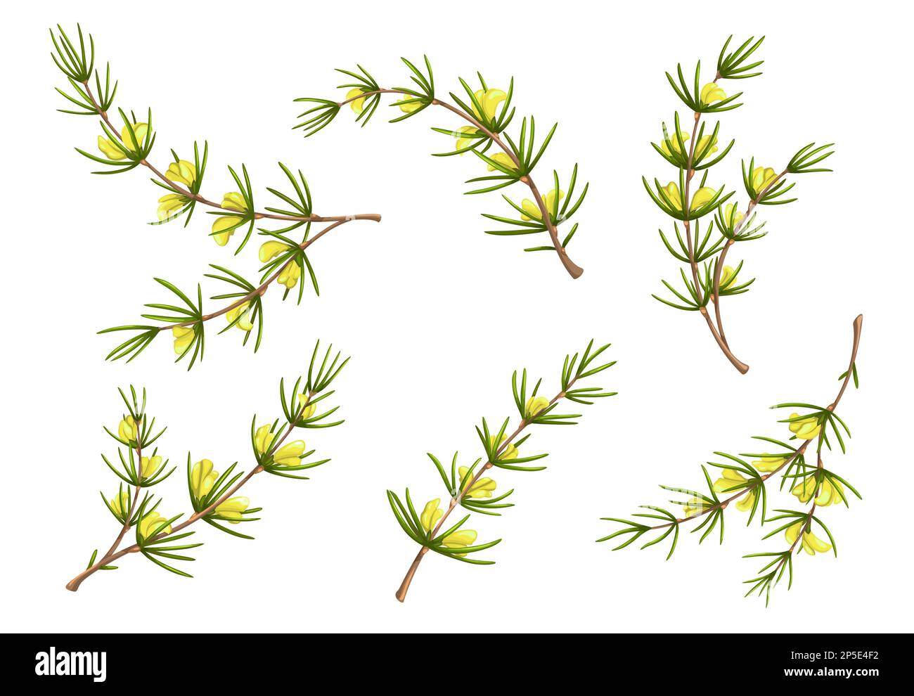 Cartoon isolated rooibos plant with flowers. Redbush, bush or red tea ...