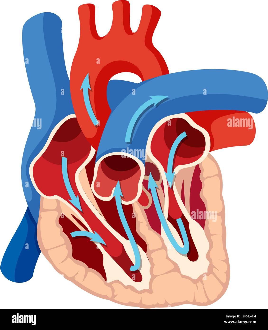 Basic anatomy of human heart illustration Stock Vector Image & Art - Alamy