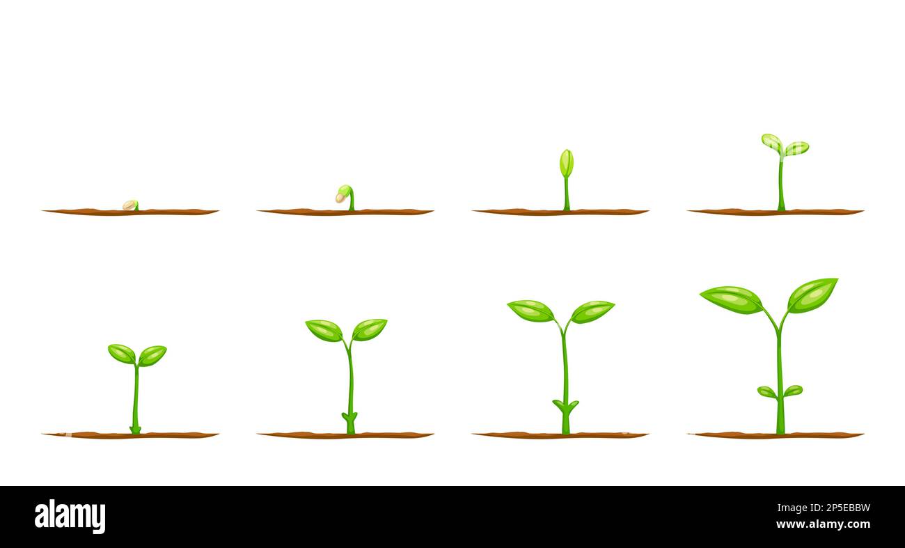 Fruit tree sapling Stock Vector Images - Alamy