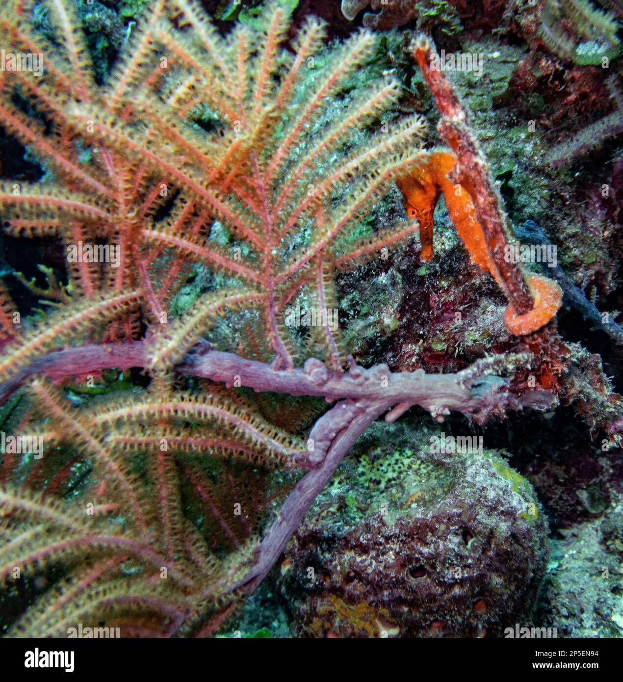 Orange longsnout seahorse clinging to coral in the Carribbean Sea ...