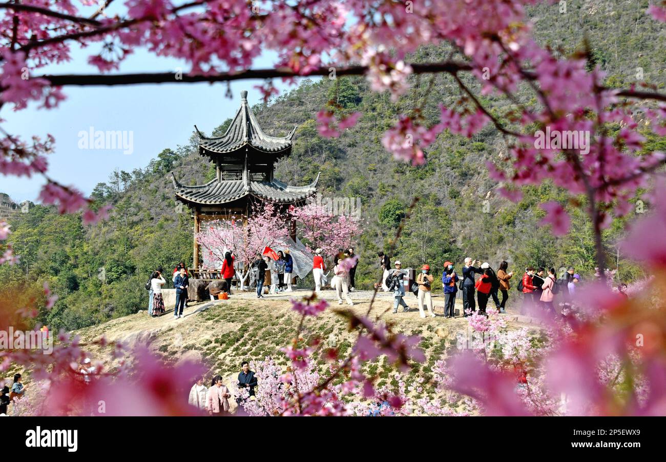 Cherry blossoms burst into bloom, attracting people to visit and enjoy ...