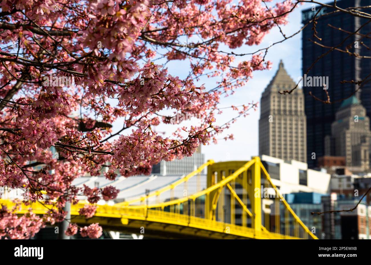 Structure of blossoms hi-res stock photography and images - Alamy