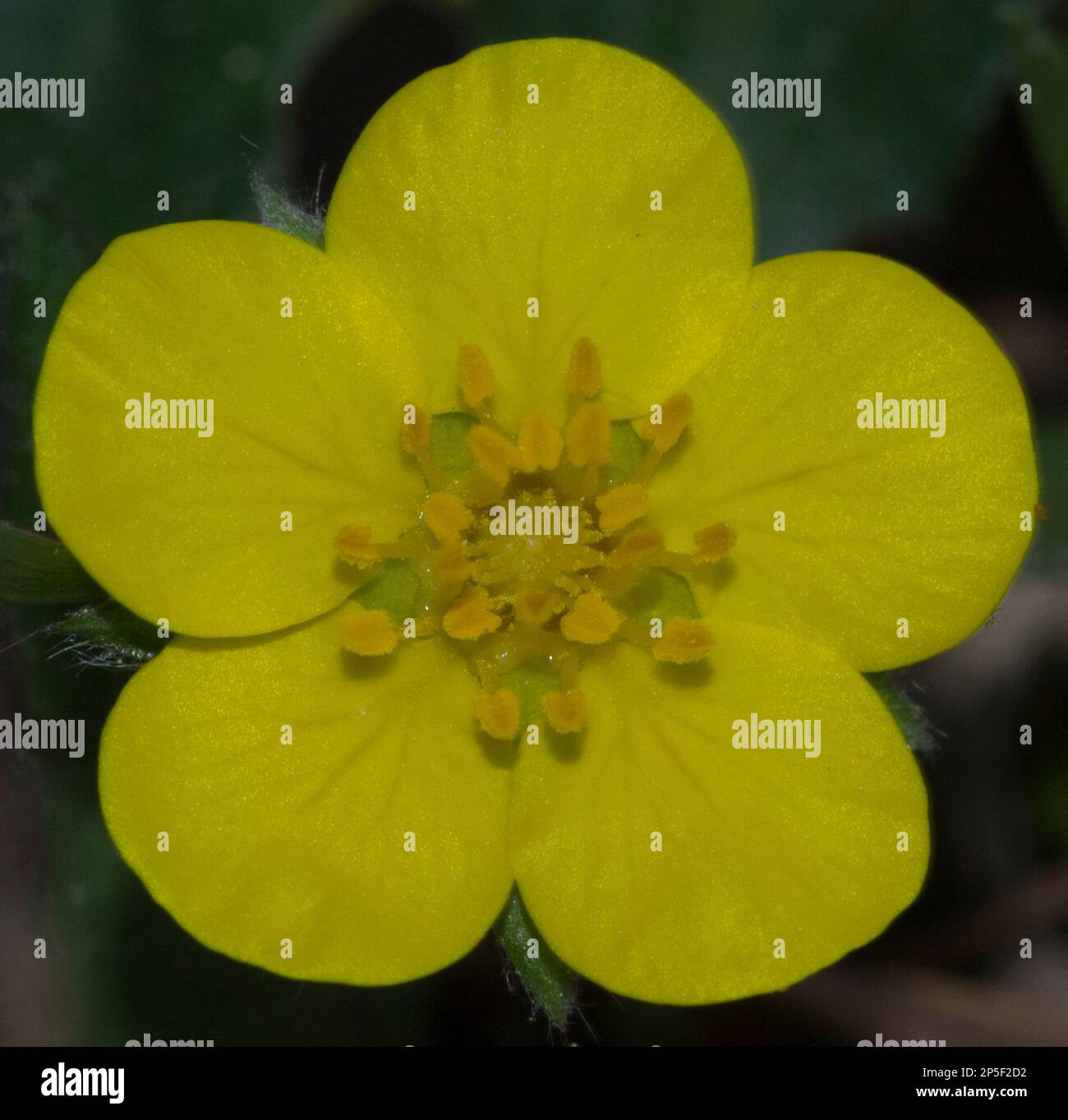 Spring Season 2023 US, GA Stock Photo - Alamy