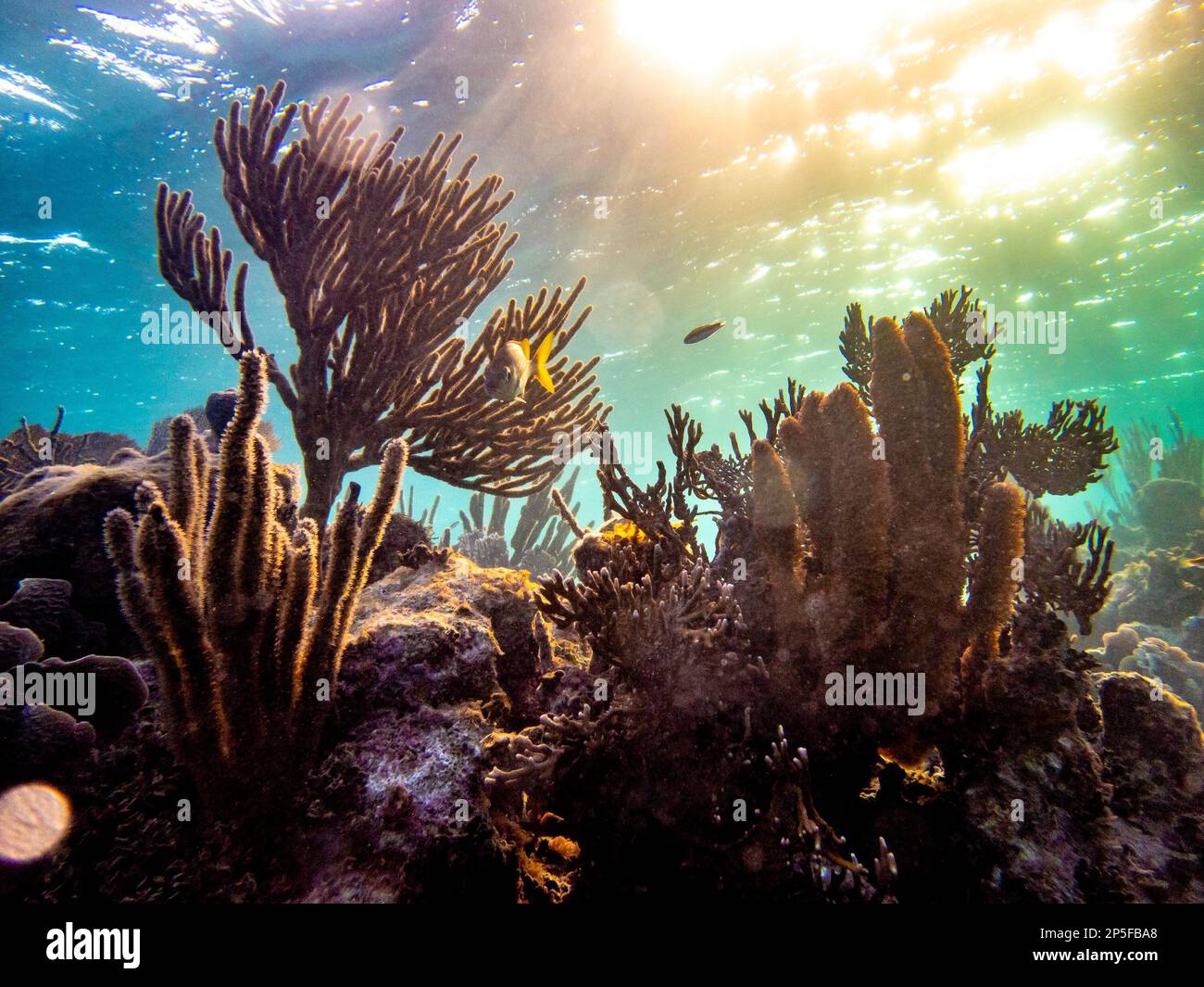 Colorful sunset on the shallow coral reef in the Carribbean Sea, Roatan, Honduras Stock Photo ...