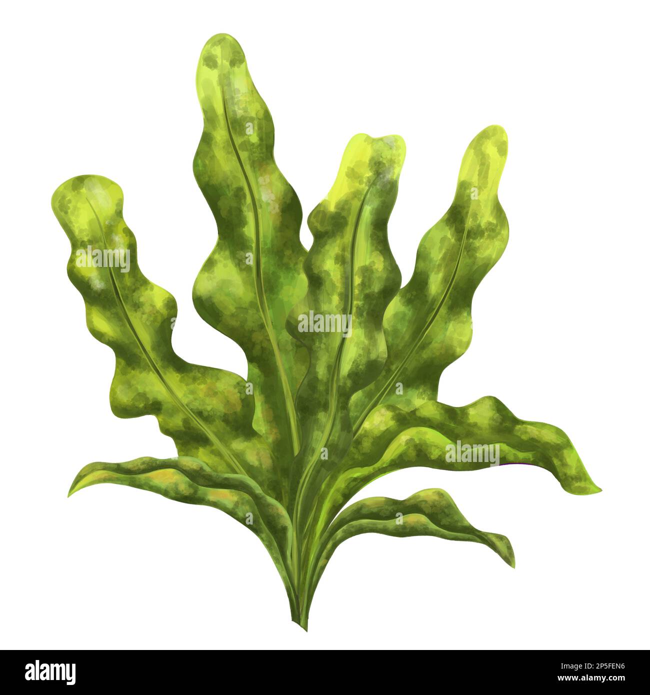 Seaweed is bright green in color. Transparent fresh sea plant ...